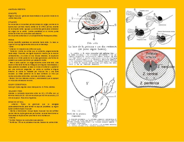Anatomía Próstata | PDF