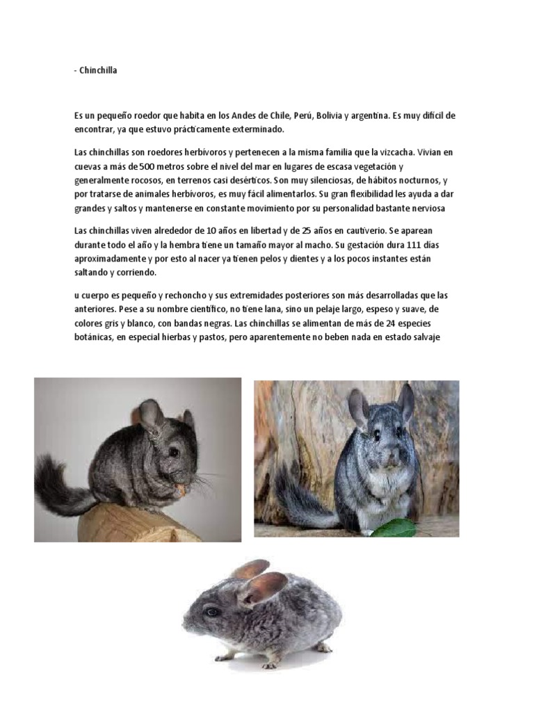 Chinchilla | PDF