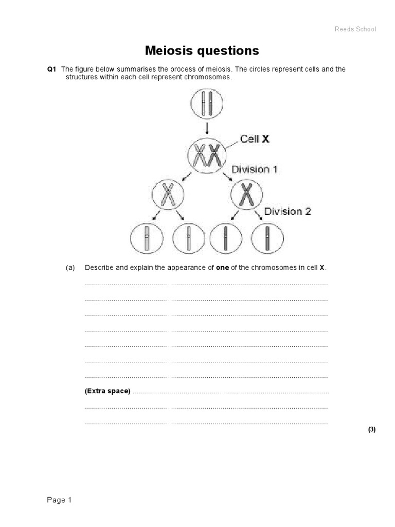 9.2 Meiosis Questions Pupils | PDF | Ploidy | Wheat