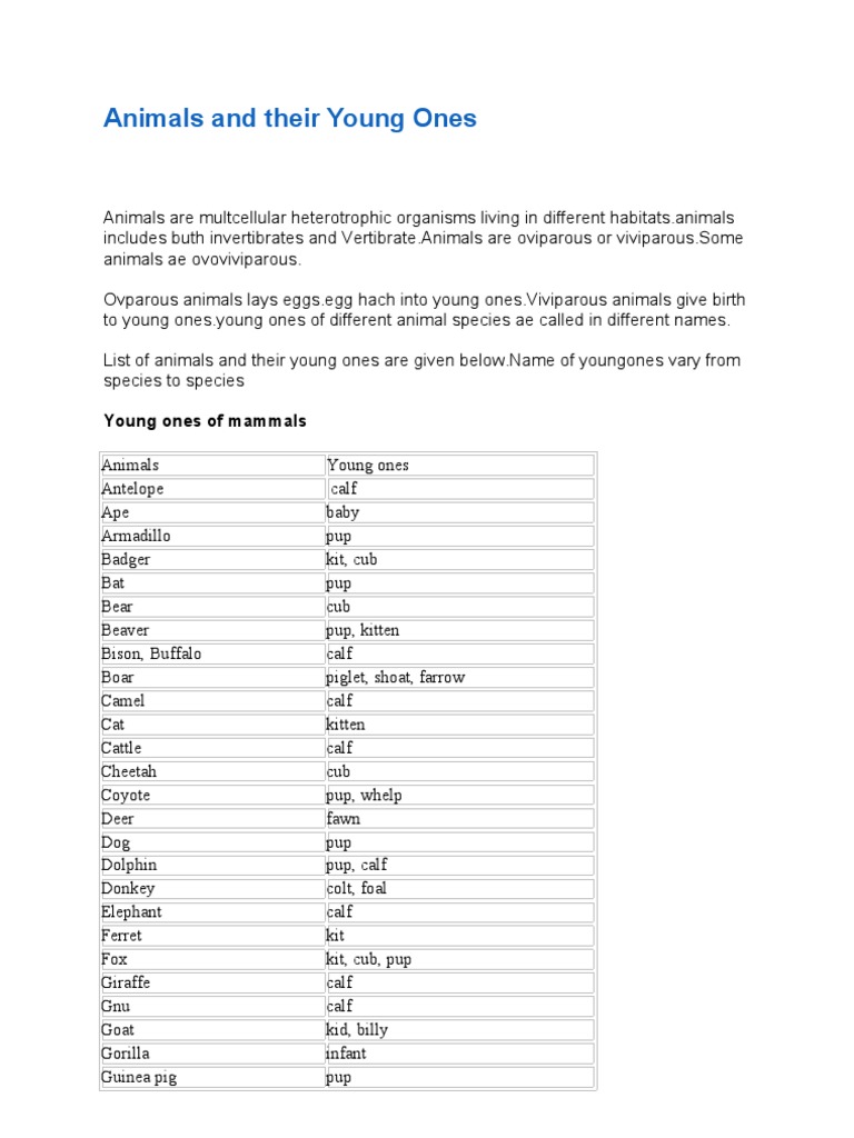 Animals and Their Young Ones PDF Calf Birds