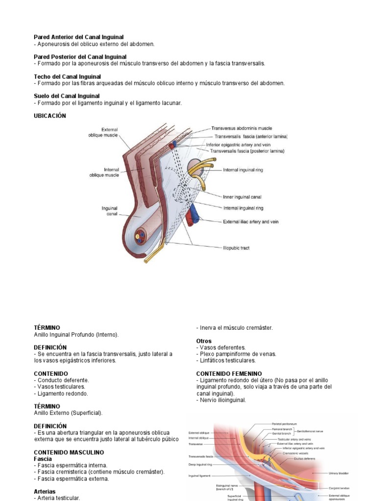 Anatomía del Canal Inguinal | PDF | Ciencia y matemáticas