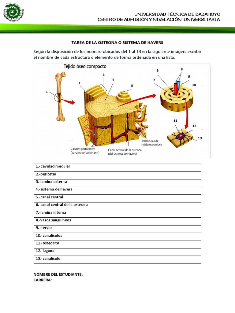 Tarea de La Osteona o Sistema de Havers | PDF | Estudios de idiomas ...