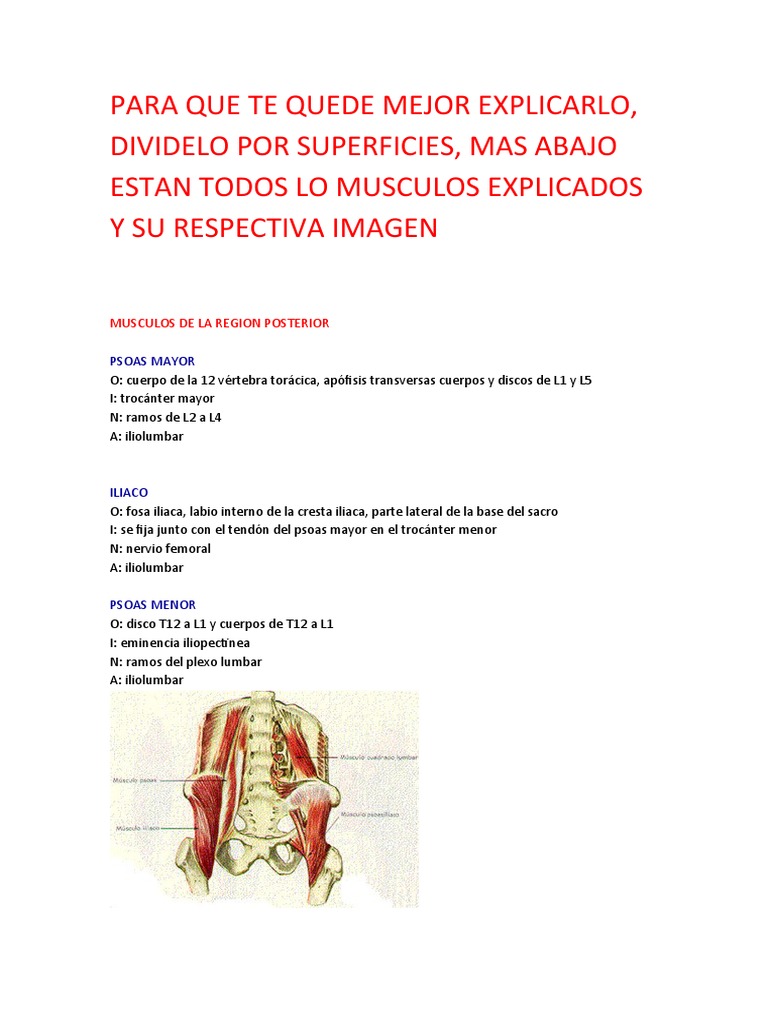 Musculos Cadera | PDF | Pelvis | Rodilla