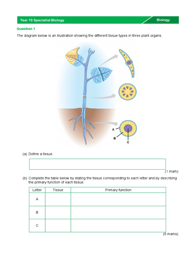 Year 10 Specialist Biology Assignment 5 | PDF | Stoma | Leaf