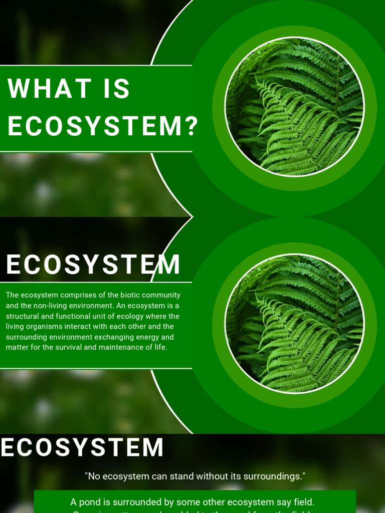 ECOSYSTEM | PDF | Ecosystem | Plants