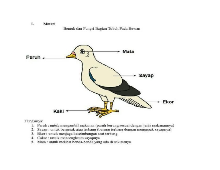 Bagian Burung | PDF