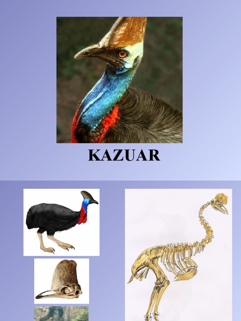 Kazuar | PDF