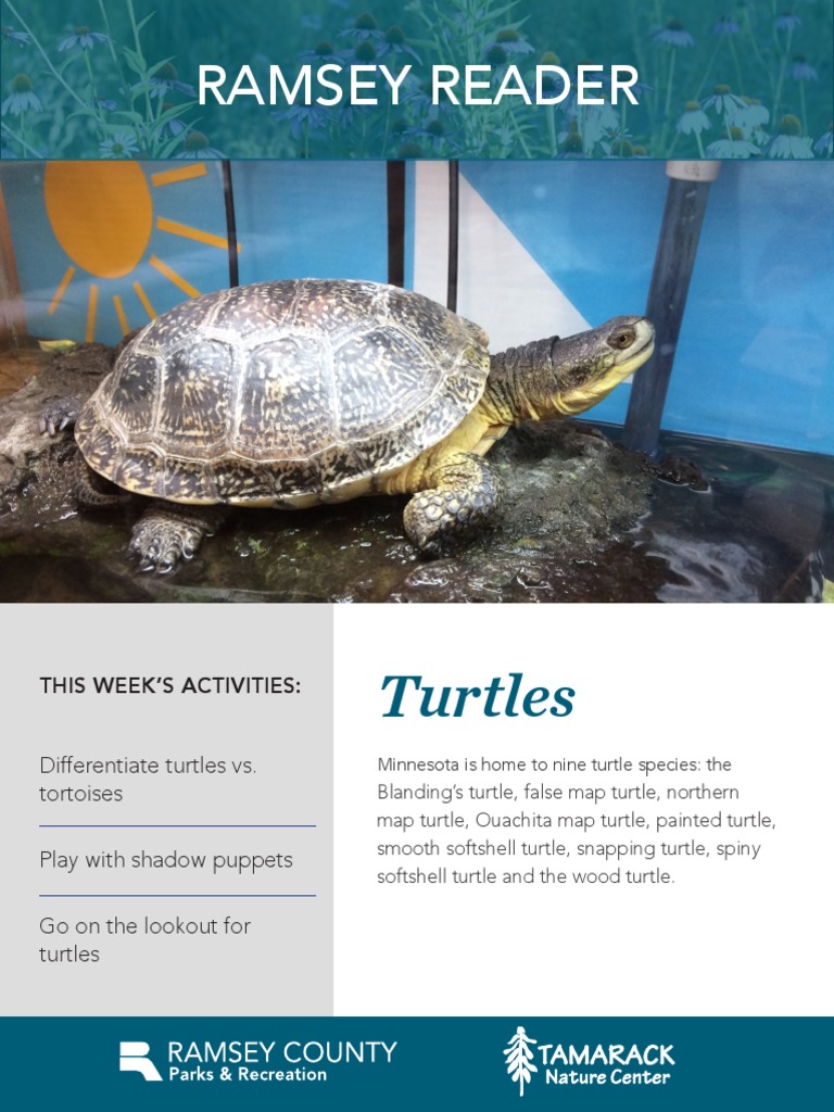 Turtles | PDF | Turtle | Herpetology