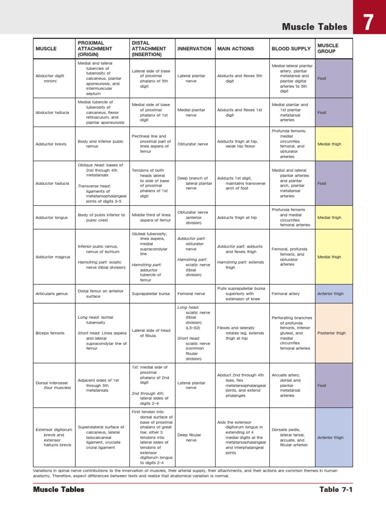 Netter's Atlas of Human Anatomy 6E-1 | PDF | Human Leg | Foot