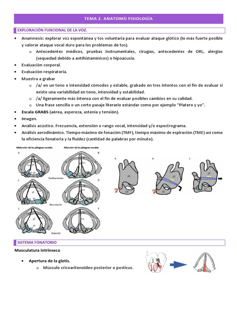 Tema 2. Anatomo Fisiología | PDF | Laringe | Respiración