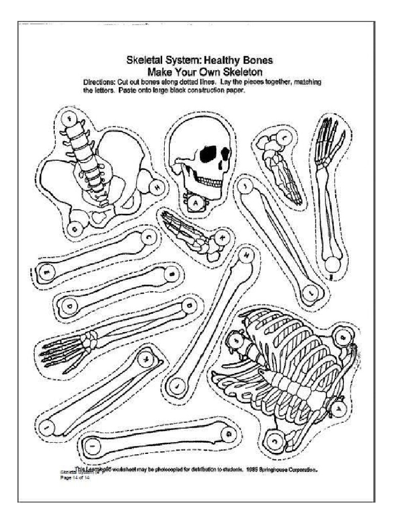 Skeleton | PDF