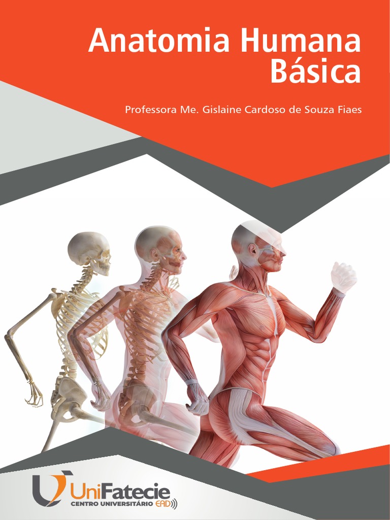 Anatomia Humana Básica | PDF | Esqueleto | Músculo