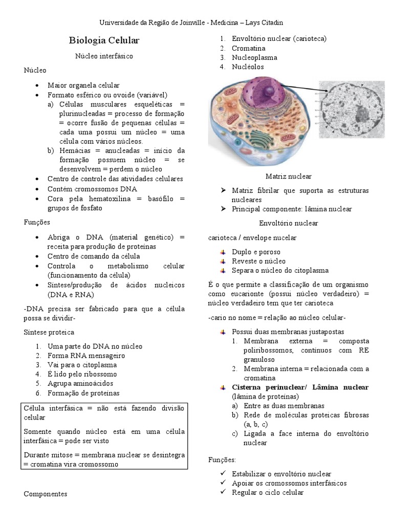 Ncleo Celular Caractersticas E Elementos Resumo Escolar Núcleo | PDF