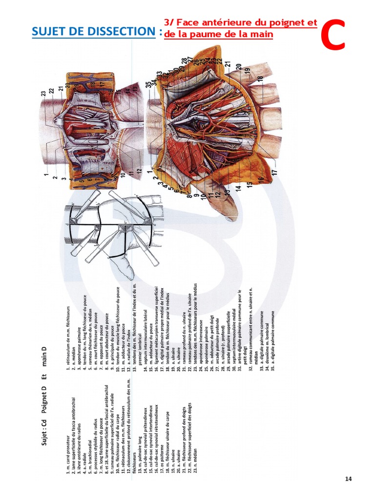 Anatomie - Guide Dissection - 2022 - 2023 | PDF