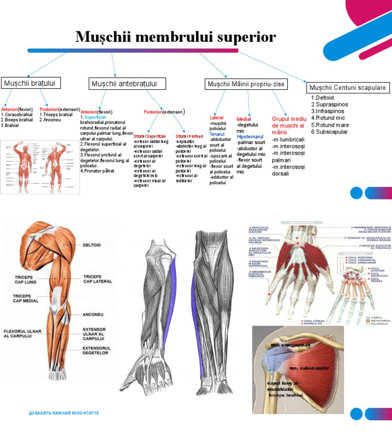 Muschii Membrului Superior . | PDF