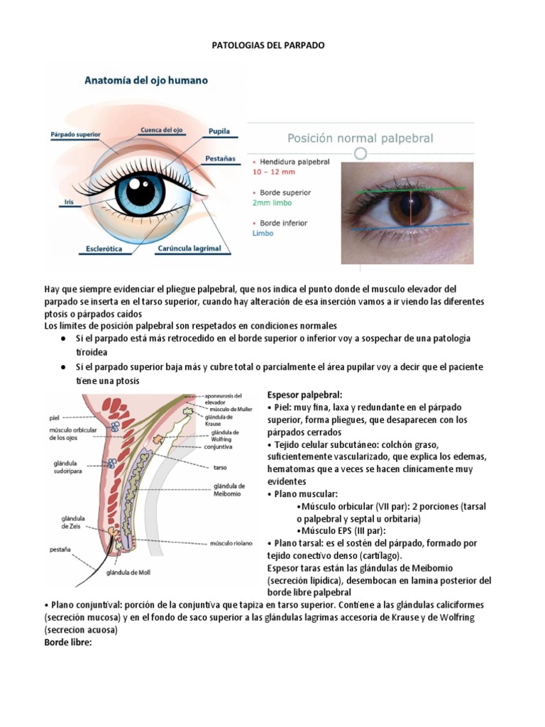 Patologías del Párpado y su Anatomía | PDF | Anatomía humana | Ojo humano