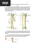Anatomía de la Pierna: Huesos y Músculos | PDF | Extremidades (anatomía ...