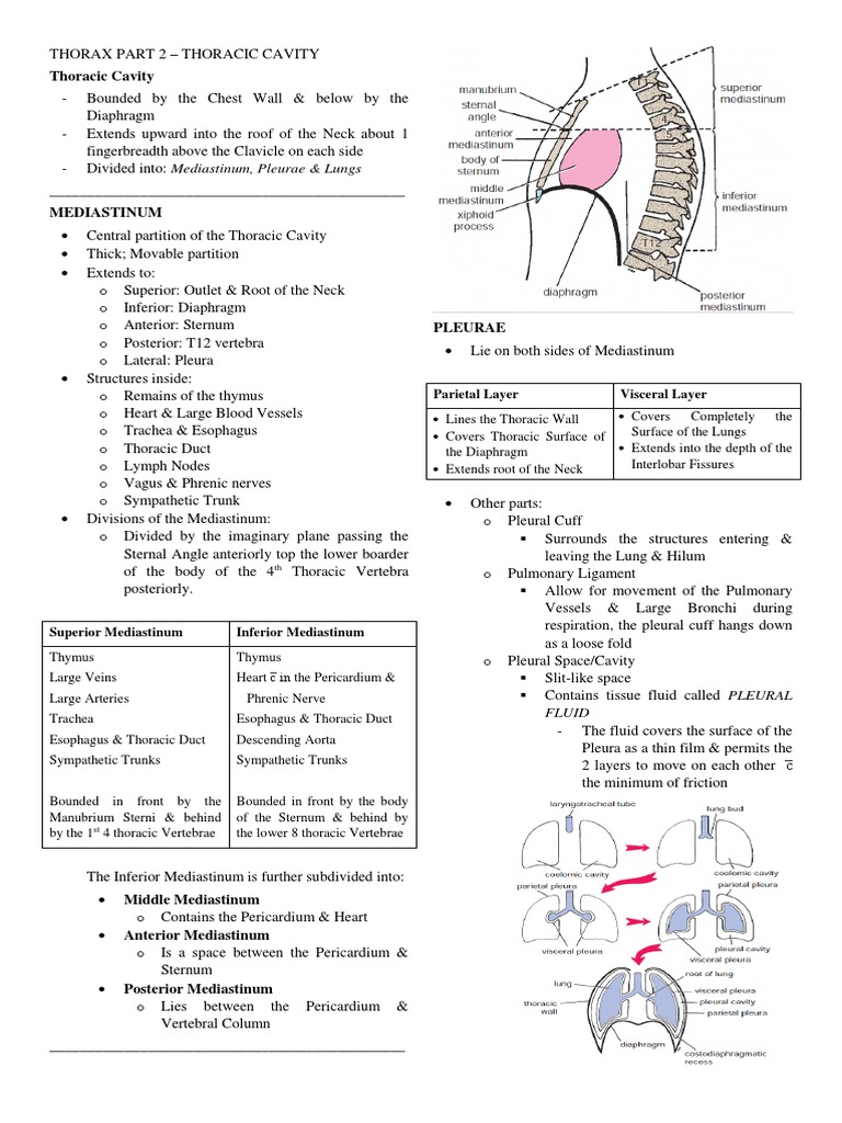 Thoracic Cavity (Chapter 3) | PDF | Heart Valve | Atrium (Heart)
