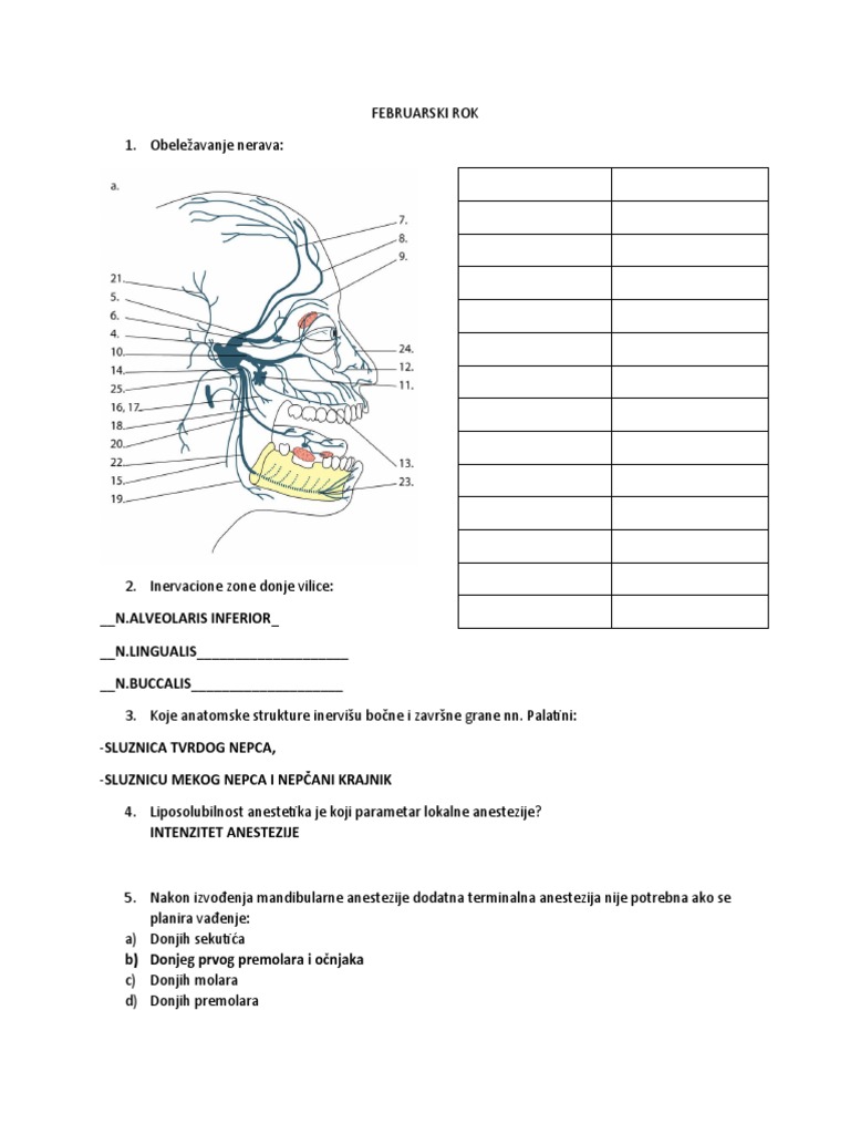 Sluznica Tvrdog Nepca, - Sluznicu Mekog Nepca I Nepčani Krajnik ...
