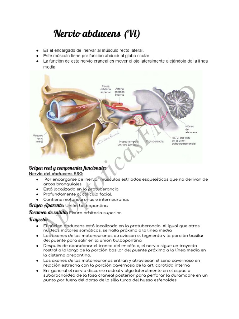 Nervio Abducens (VL) | PDF | Neurociencia | Anatomía