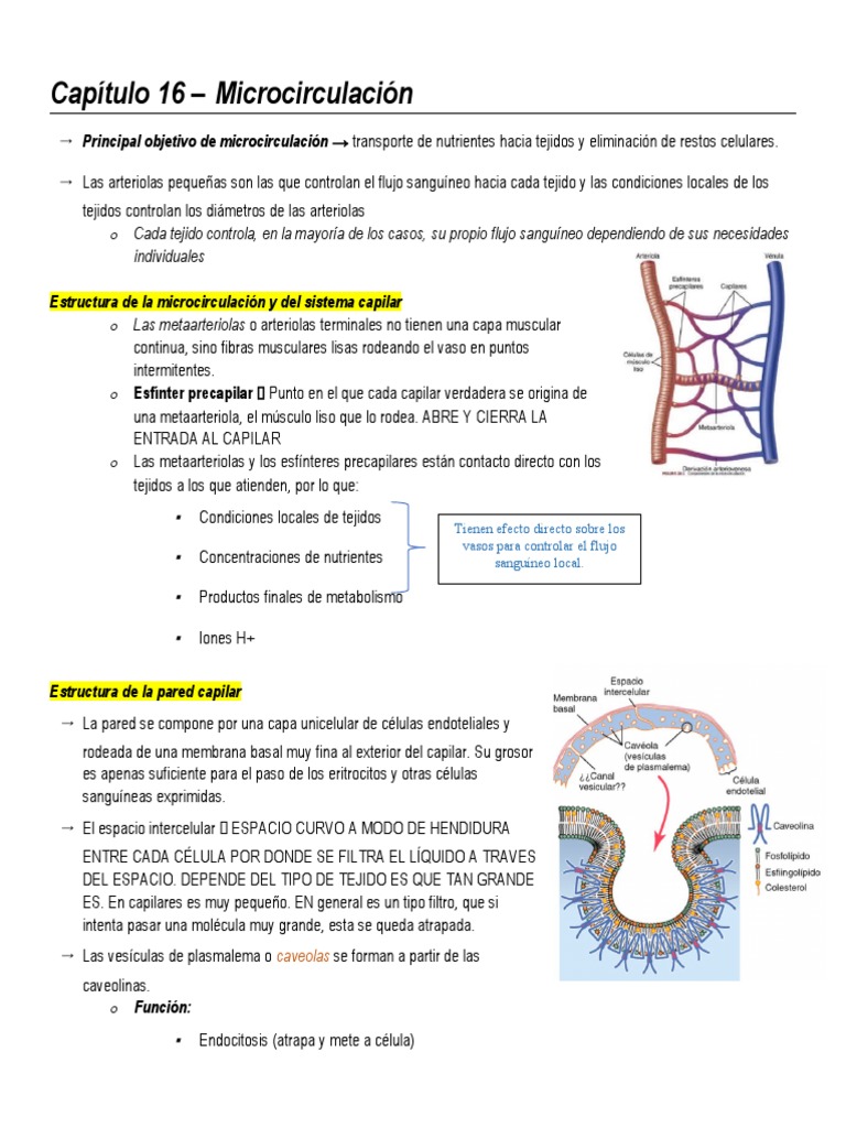 Capítulo 16 | PDF | Capilar | Sistema linfático