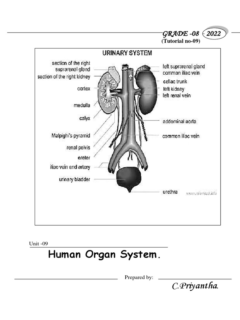 Human Excretory System Guide | PDF | Excretion | Skin