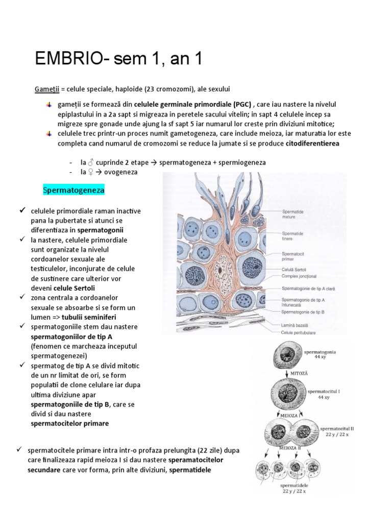 EMBRIO-sem 1, An 1: Spermatogeneza | PDF