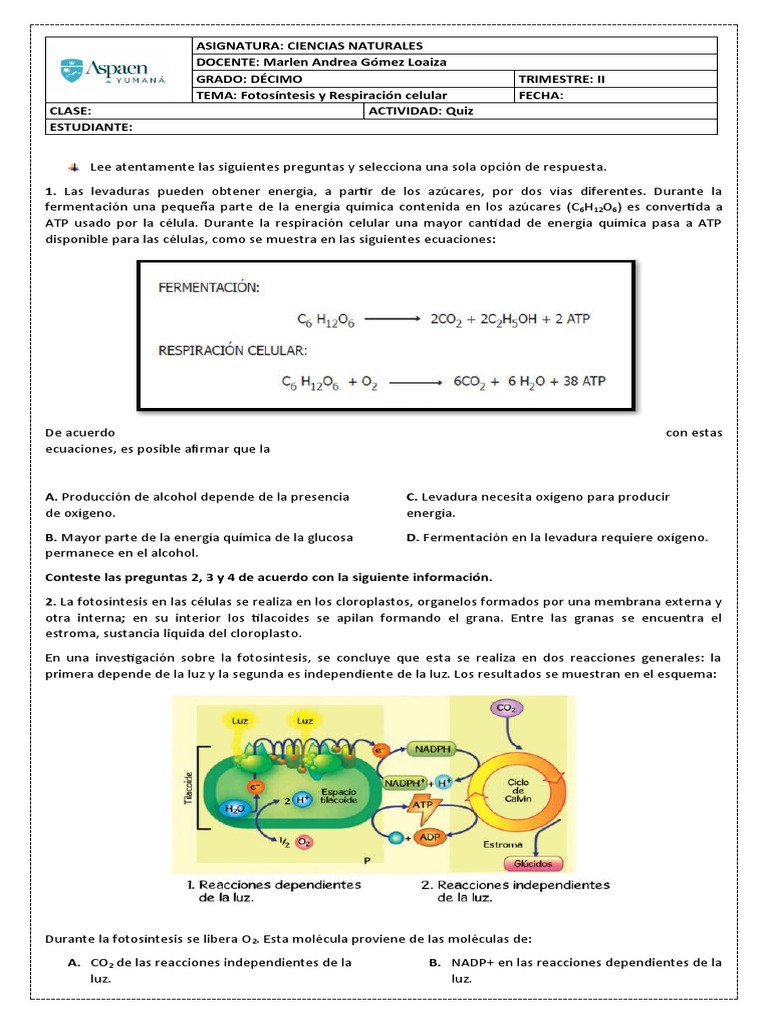 Quiz Sobre Fotosíntesis y Respiración Celular | PDF | Fotosíntesis ...