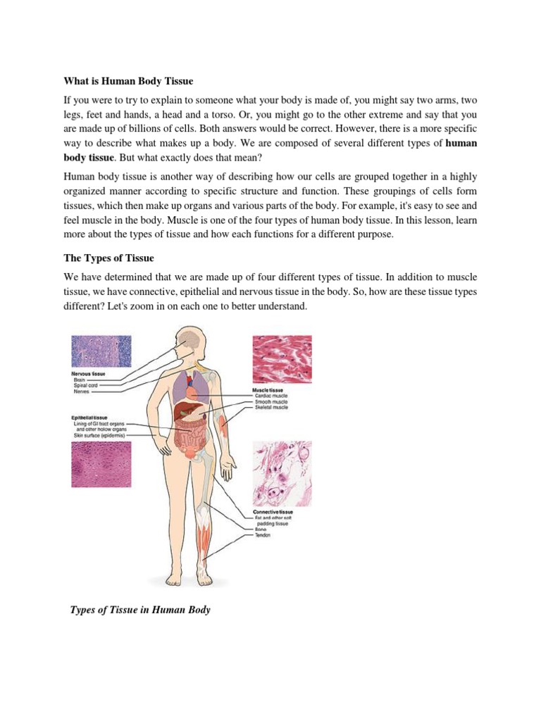 Human Tissue | PDF | Tissue (Biology) | Epithelium