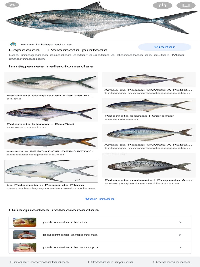 Palometa de Mar Argentina - Buscar Con Google | PDF | Viajes y turismo ...