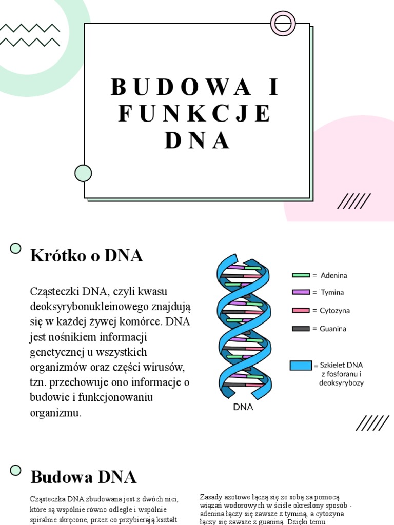 Budowa I Funkcje DNA | PDF