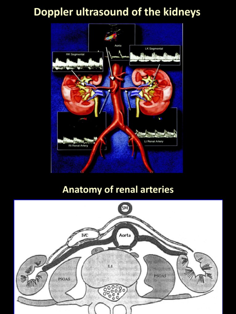 Doppler Ultrasound of The Kidneys | PDF | Kidney | Medical Ultrasound