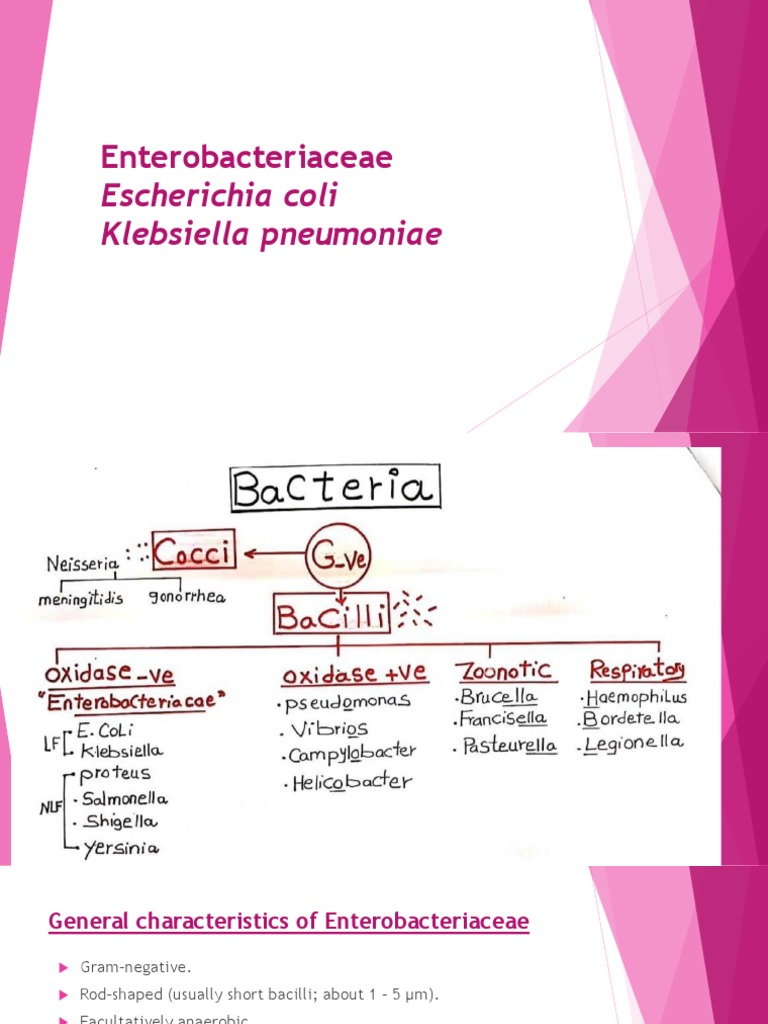 E. Coli, K. Pneumoniae | PDF | Escherichia Coli | Gram Negative Bacteria