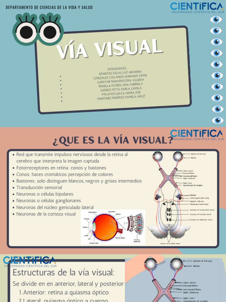 Vía Visual Fisiología | PDF | Percepción visual | Ojo humano