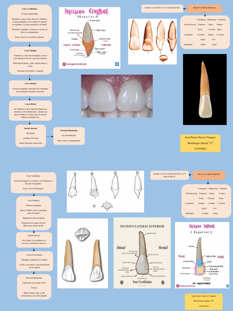 Cuadro 6 y 7 morfo Incisivos Centrales superiores e inferiores | PDF ...