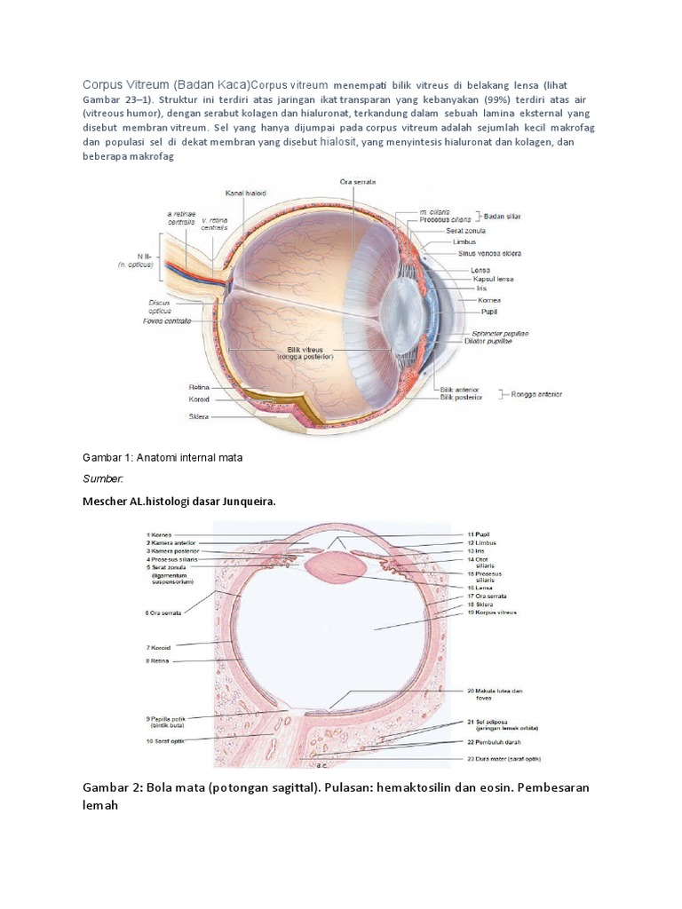 Anatomi Mata | PDF