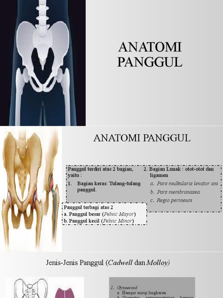 ANATOMI PANGGUL | PDF
