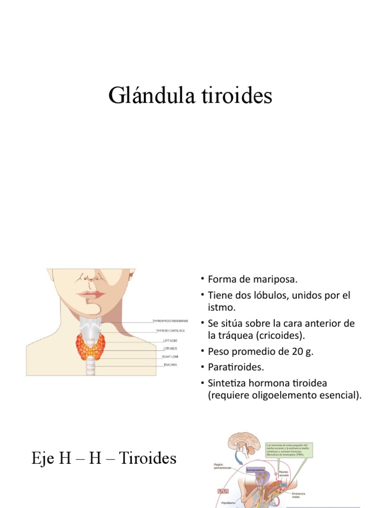 Glándula Tiroides | Descargar gratis PDF | Tiroides | Glándulas