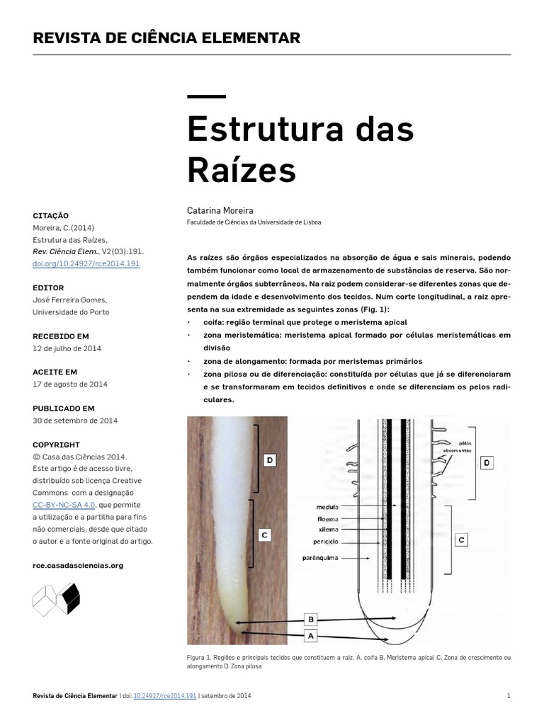 Estrutura Das Raizes | Download grátis PDF | Raiz | Fisiologia Vegetal