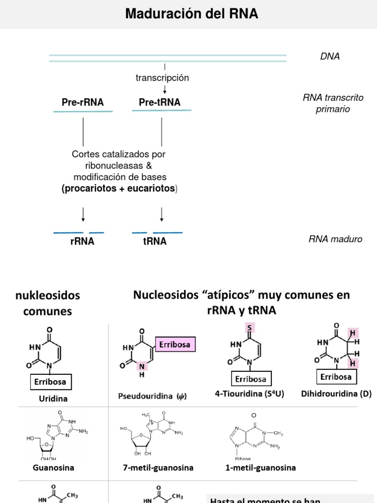 Tema 5 Maduración Del Rna | PDF | Messenger Rna | Rna Splicing