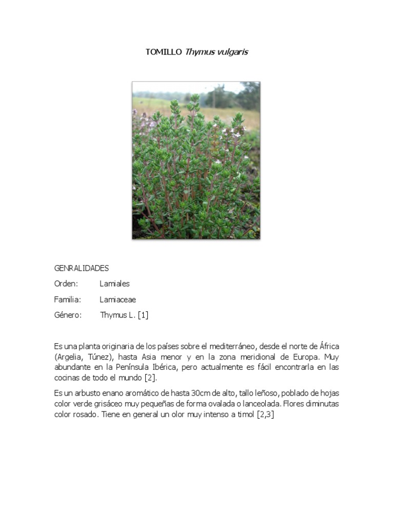 Cultivo de Tomillo | PDF | Botánica | Plantas