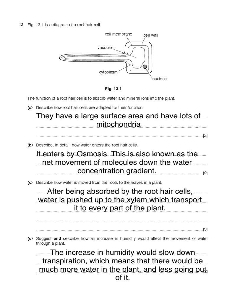 13 Fig. 13.1 Is A Diagram of A Root Hair Cell | PDF | Photosynthesis ...