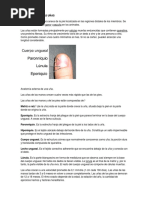 Estructura de La Uña Natural y Anatomía de La Uña | PDF