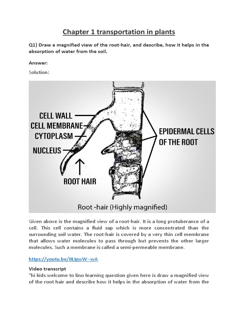 Transportation in Plants: Class 8 Guide | PDF | Tissue (Biology ...
