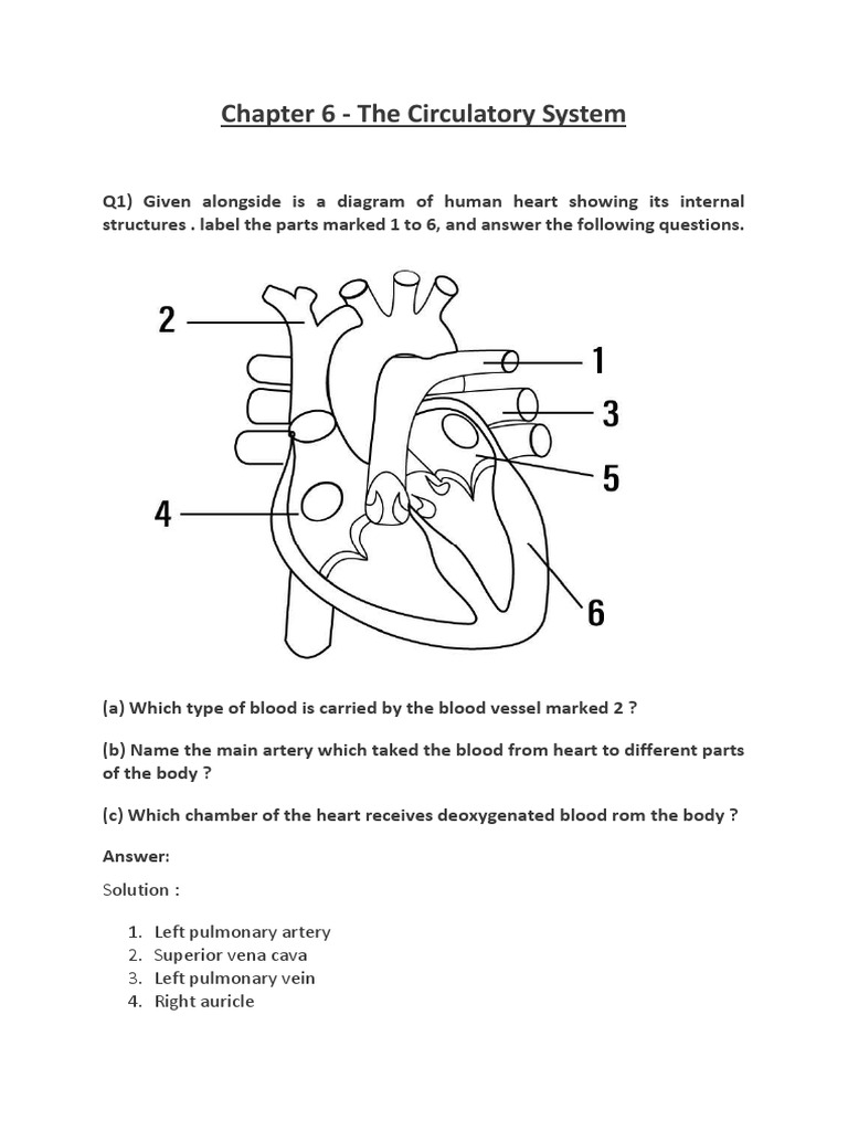 Chapter 6 - The Circulatory System - ICSE - Class 8 | PDF | Artery ...