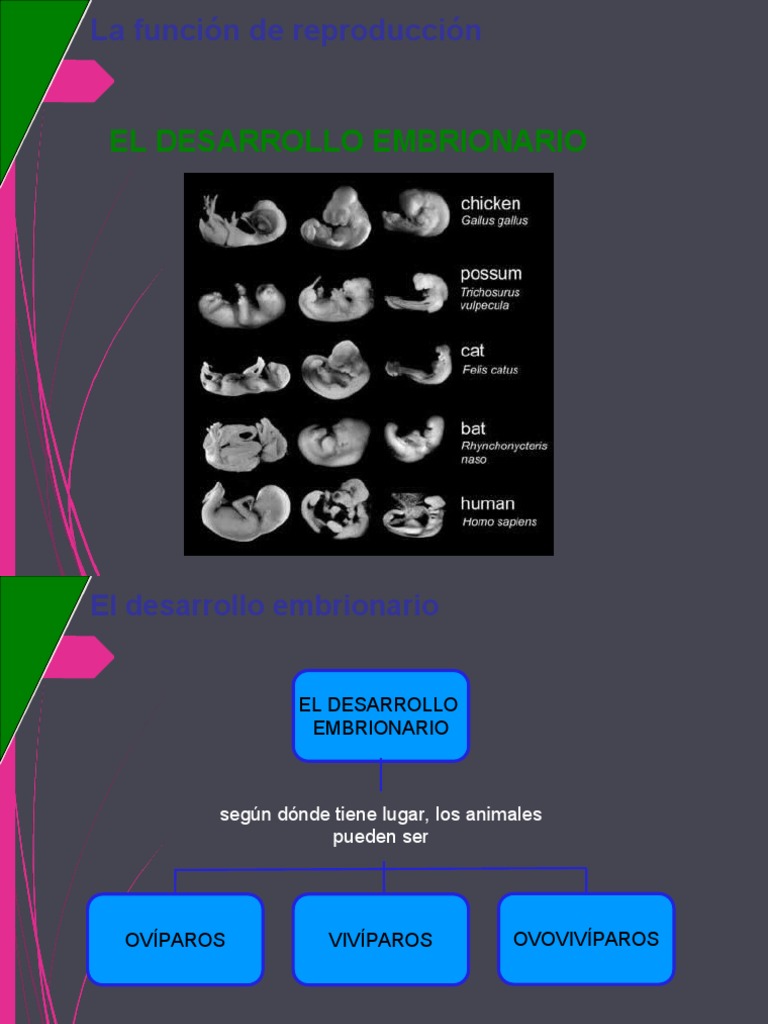El Desarrollo Embrionario | PDF | Embrión | Huevo