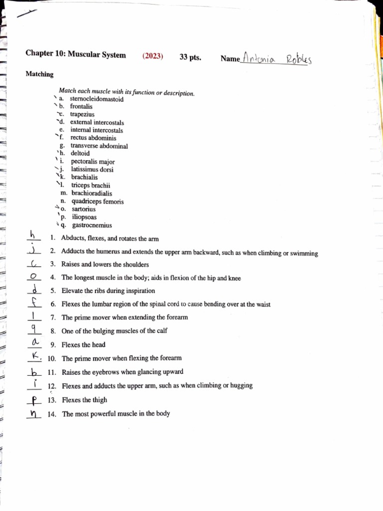 Chapter 10: Muscular System PTS.: Sternocleidomastoid | PDF | Muscle ...