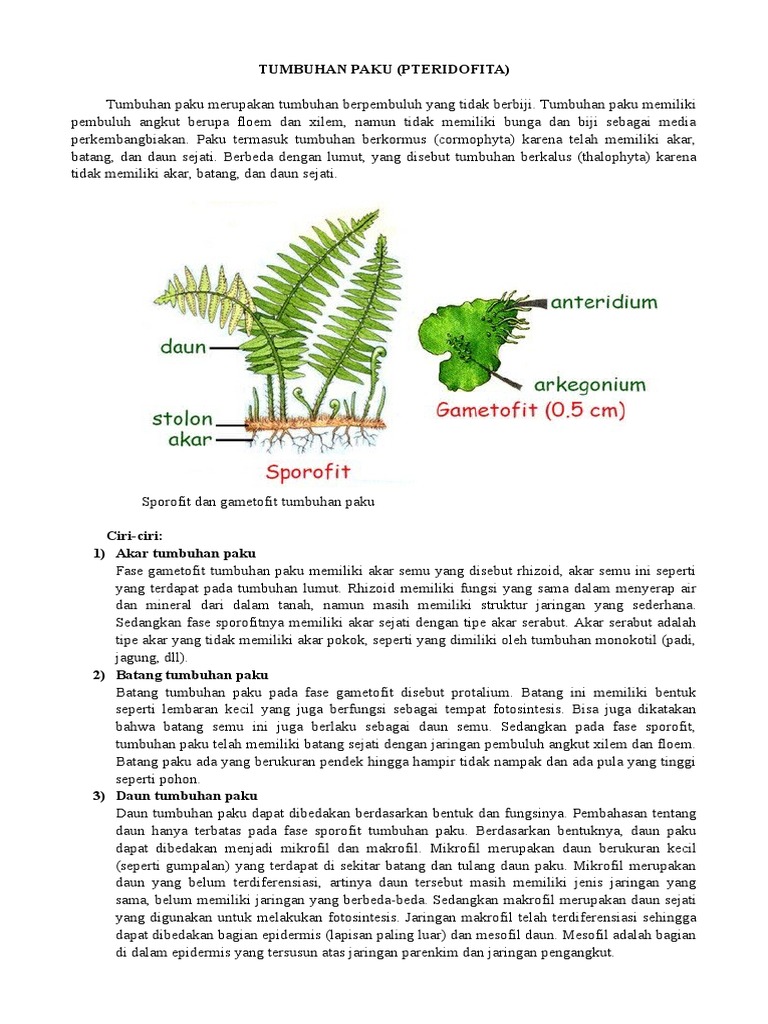 Tumbuhan Paku, Lumut Dan Berbiji | PDF