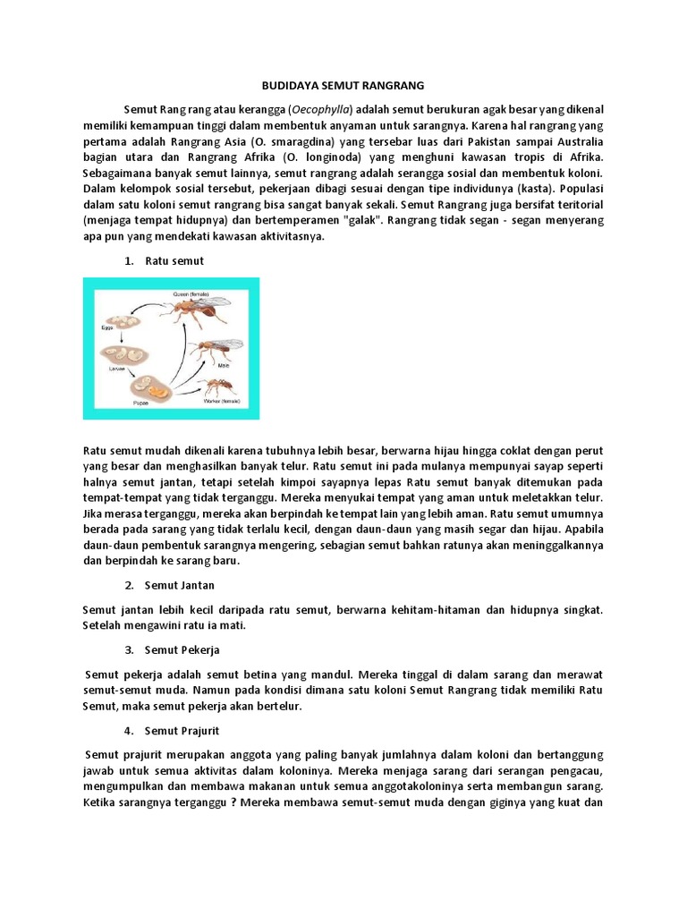 Budidaya Semut Rangrang | PDF