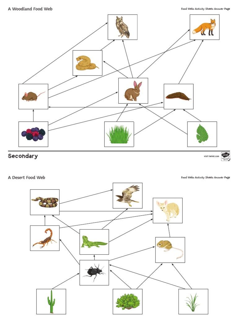A Woodland Food Web: Food Webs Activity Sheets Answer Page | PDF